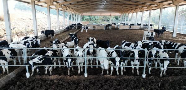 Pela primeira vez na história, cooperado da Frísia produz boi China ...